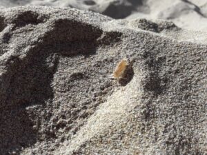 7 Fascinating Sand Flea Facts - Fact Animal