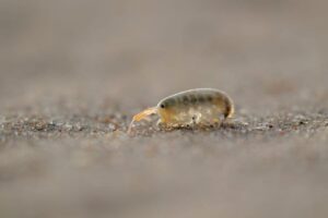 7 Fascinating Sand Flea Facts - Fact Animal