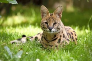 10 Fun Serval Facts - Fact Animal