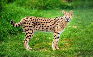 10 Fun Serval Facts - Fact Animal