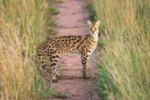 10 Fun Serval Facts - Fact Animal