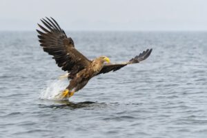 10 White-Tailed Eagle Facts - Fact Animal