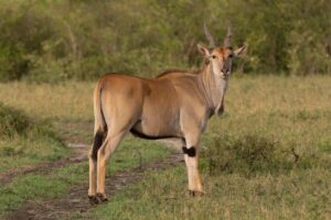 10 Common Eland Facts - Fact Animal