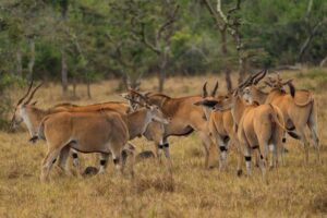 10 Common Eland Facts - Fact Animal