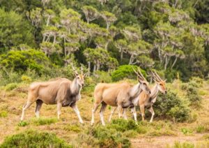 10 Common Eland Facts - Fact Animal