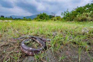 9 Crazy Common Krait Facts - Fact Animal