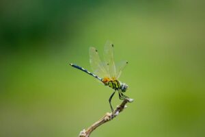 12 Fun Dragonfly Facts - Fact Animal