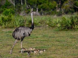 9 Fascinating Greater Rhea Facts - Fact Animal