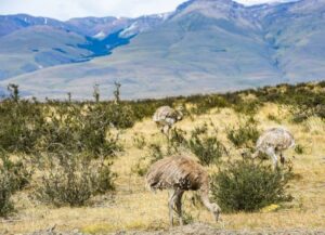 9 Fascinating Greater Rhea Facts - Fact Animal