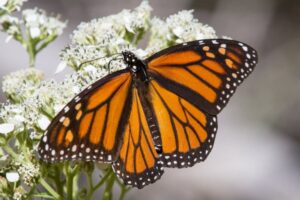 10 Epic Monarch Butterfly Facts - Fact Animal