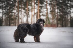 The Biggest Dog Breeds in the World - Fact Animal