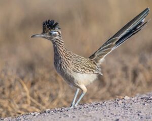 10 Roadrunner Bird Facts - Fact Animal