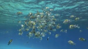 7 Fascinating Zooplankton Facts - Fact Animal