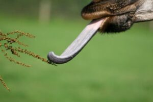10 Weird Facts About Giraffe Tongues - Fact Animal