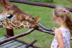 10 Weird Facts About Giraffe Tongues - Fact Animal