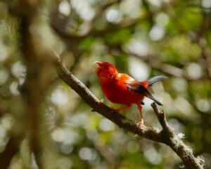 10 of the Rarest Animals in the World - Fact Animal