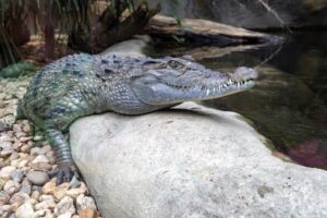 Philippine Crocodile Facts - Fact Animal