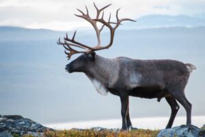 15 Remarkable Reindeer (Caribou) Facts - Fact Animal