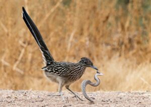 10 Roadrunner Bird Facts - Fact Animal