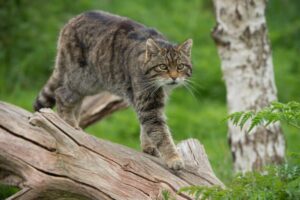 8 Scottish Wildcat Facts - Fact Animal