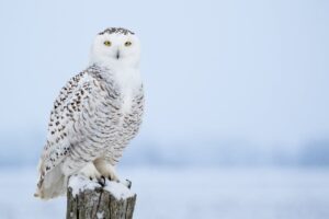 8 Fascinating Snowy Owl Facts - Fact Animal