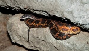 9 Titillating Texas Rat Snake Facts - Fact Animal