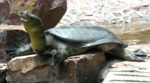 Yangtze Giant Softshell Turtle Facts - Fact Animal
