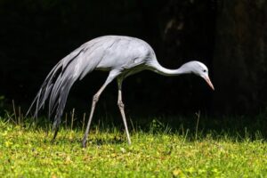 9 Fascinating Blue Crane Facts - Fact Animal
