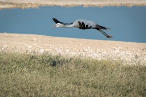 9 Fascinating Blue Crane Facts - Fact Animal