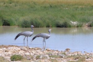 9 Fascinating Blue Crane Facts - Fact Animal