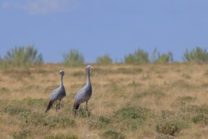 9 Fascinating Blue Crane Facts - Fact Animal