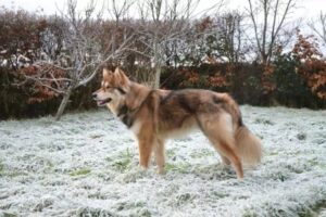 Animals That Start With U - Fact Animal