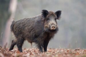 8 Wild Boar Facts - Fact Animal