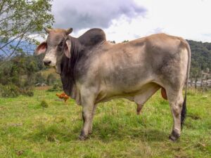8 Fascinating Zebu Facts - Fact Animal