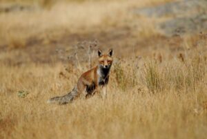 Animals That Start With Z - Fact Animal