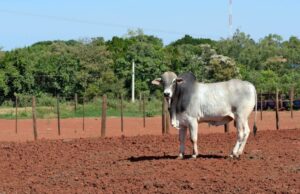 8 Fascinating Zebu Facts - Fact Animal