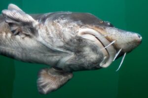 9 Fascinating Beluga Sturgeon Facts - Fact Animal