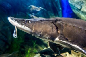 9 Fascinating Beluga Sturgeon Facts - Fact Animal