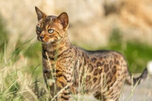12 Fascinating Leopard Cat Facts - Fact Animal