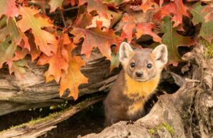 10 Fascinating European Pine Marten Facts - Fact Animal