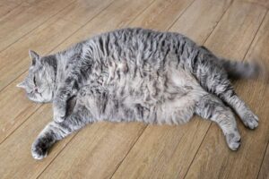 10 of the Fattest & Chubbiest Animals in the World - Fact Animal