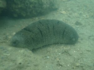7 Weird Sandfish Sea Cucumber Facts - Fact Animal