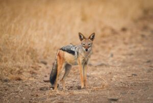 10 Fascinating Jackal Facts - Fact Animal
