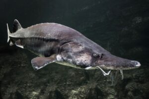 9 Kaluga Sturgeon Fish Facts - Fact Animal