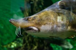 9 Kaluga Sturgeon Fish Facts - Fact Animal