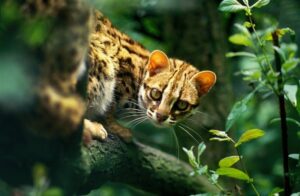 12 Fascinating Leopard Cat Facts - Fact Animal