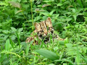 12 Fascinating Leopard Cat Facts - Fact Animal