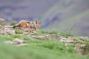 10 Fascinating Jackal Facts - Fact Animal