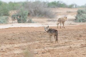 10 Fascinating Jackal Facts - Fact Animal