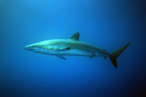 10 Fascinating Silky Shark Facts - Fact Animal